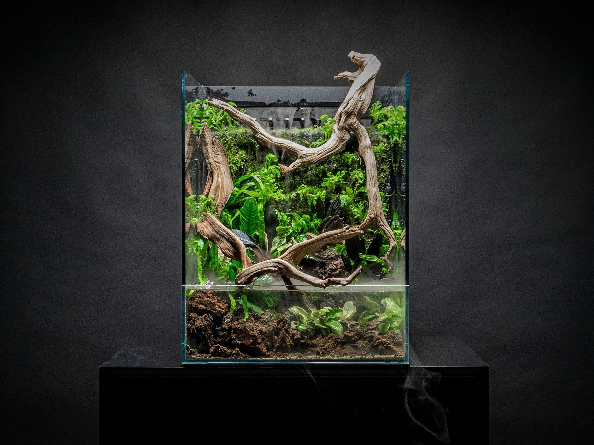 BucePlant.com - Aquascaping and Aquarium Plants Super Store — Buce Plant