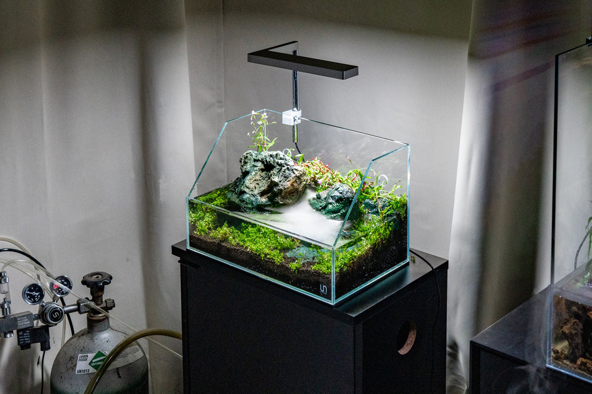 UNS 5E - 2.1 Gallon Ultra Clear Rimless Paludarium — Buce Plant