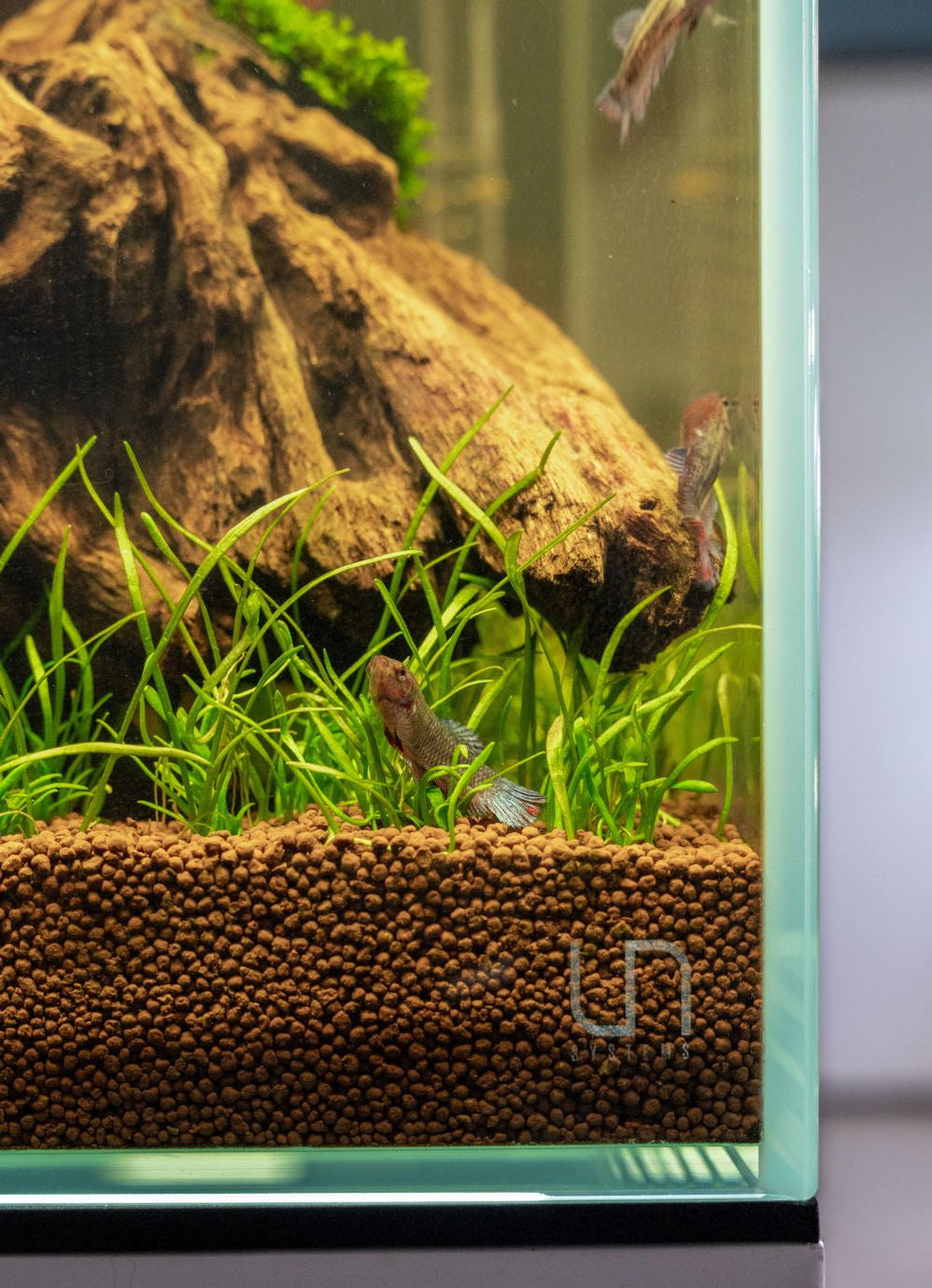 UNS Controsoil Brown Aquarium Soil — Buce Plant