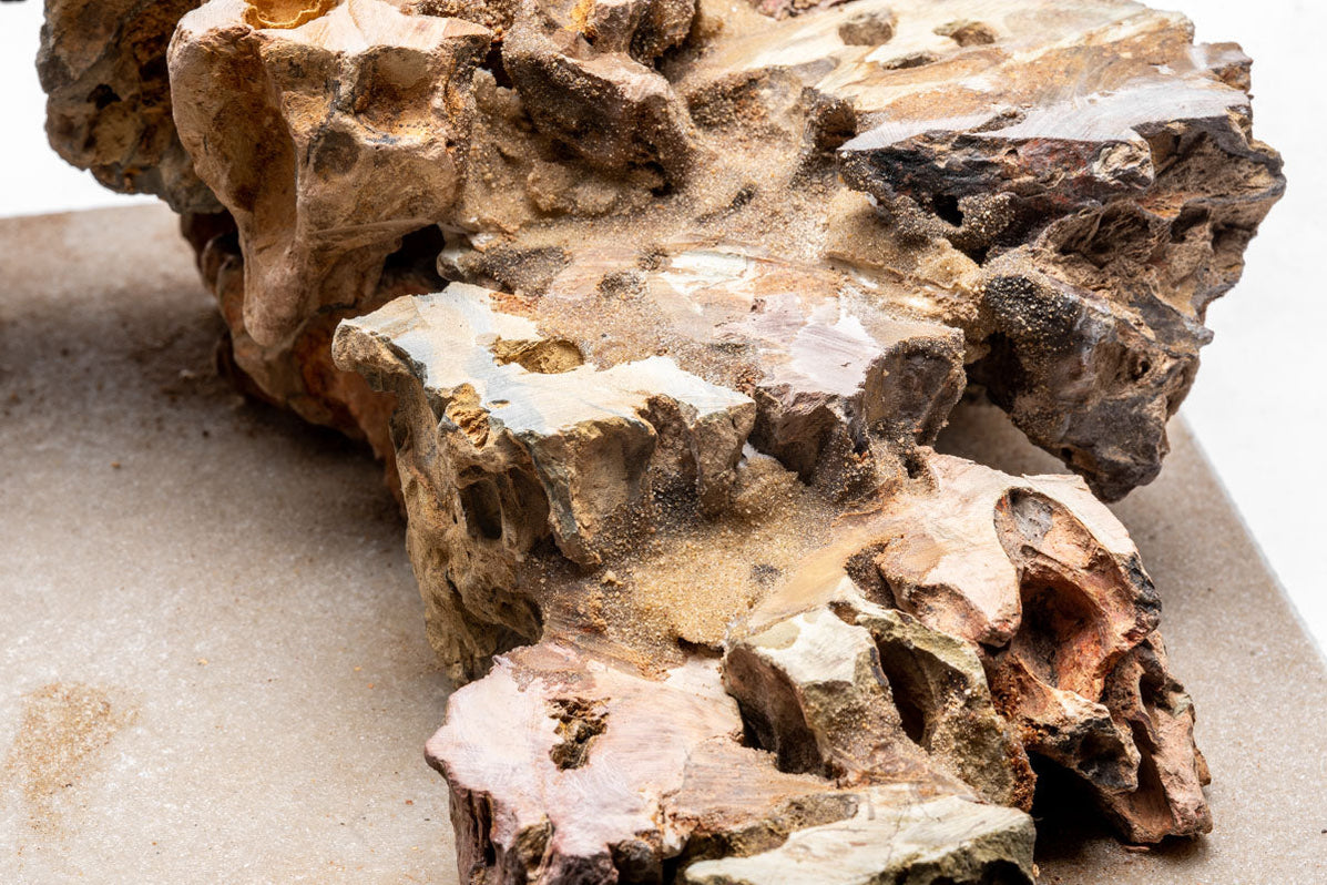 UNS Strata Pro Type 11 — Buce Plant