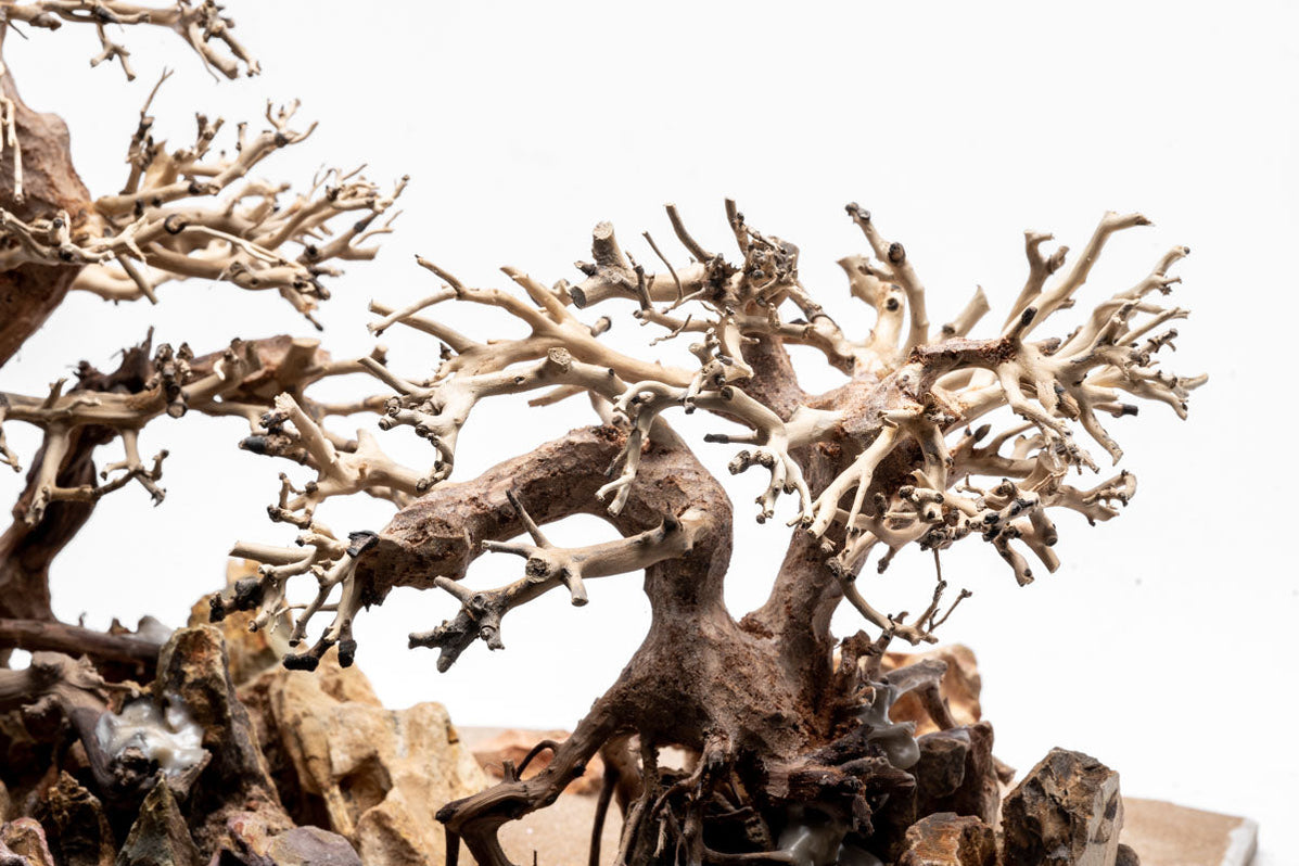 UNS Strata Pro Type 12 — Buce Plant