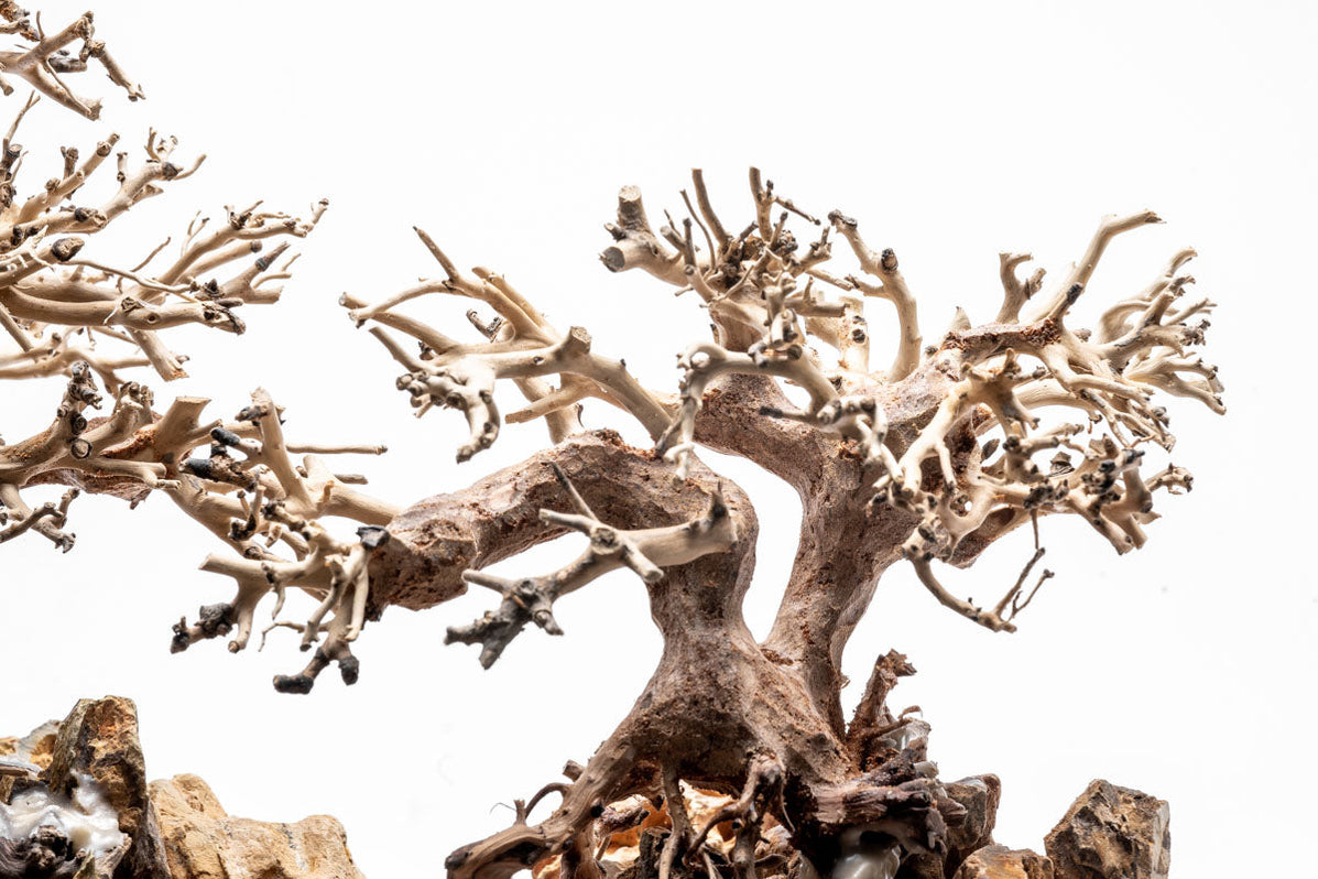 UNS Strata Pro Type 12 — Buce Plant