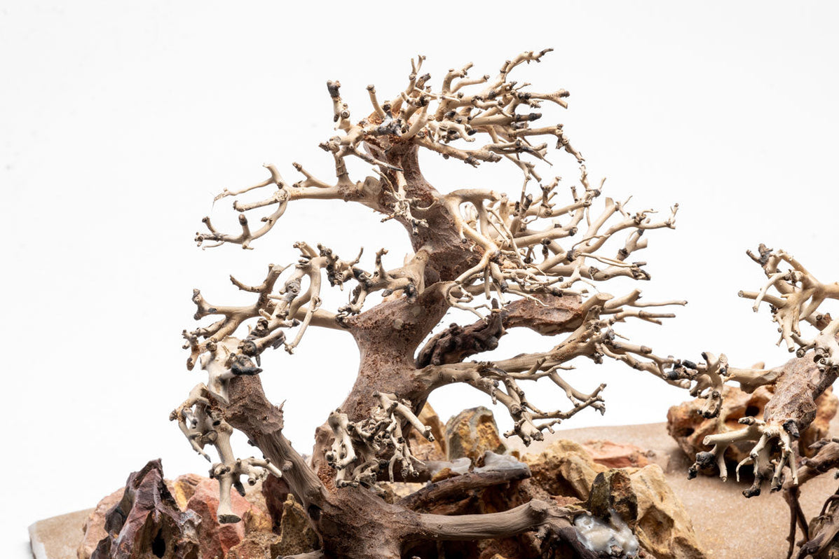 UNS Strata Pro Type 12 — Buce Plant