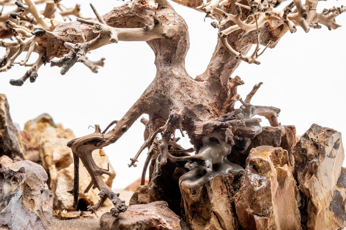 UNS Strata Pro Type 12 — Buce Plant