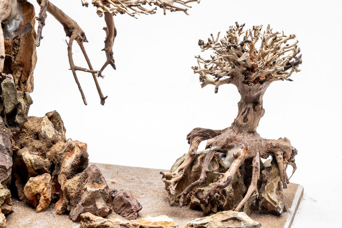 UNS Strata Pro Type 12 — Buce Plant