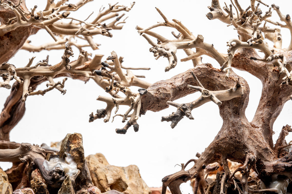 UNS Strata Pro Type 12 — Buce Plant