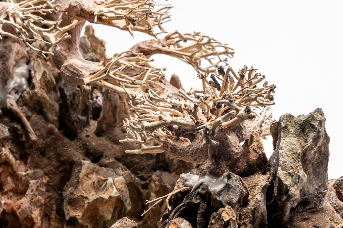 UNS Strata Pro Type 14 — Buce Plant