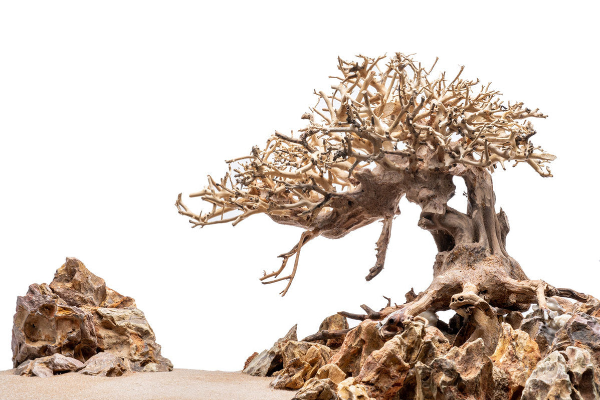 UNS Strata Pro Type 16 — Buce Plant