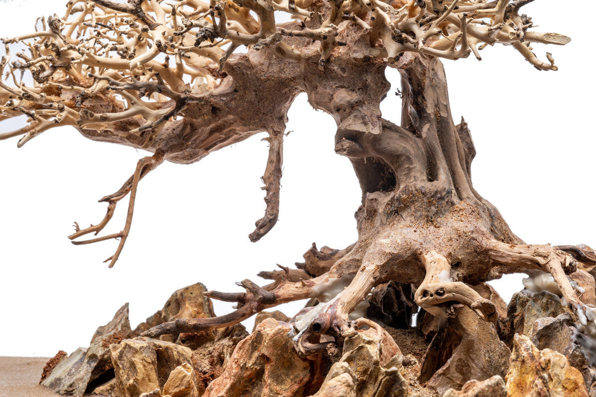 UNS Strata Pro Type 16 — Buce Plant