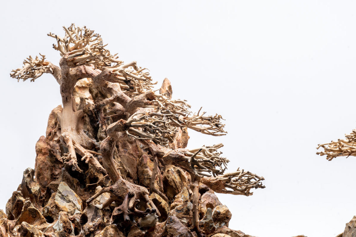 UNS Strata Pro Type 3 — Buce Plant
