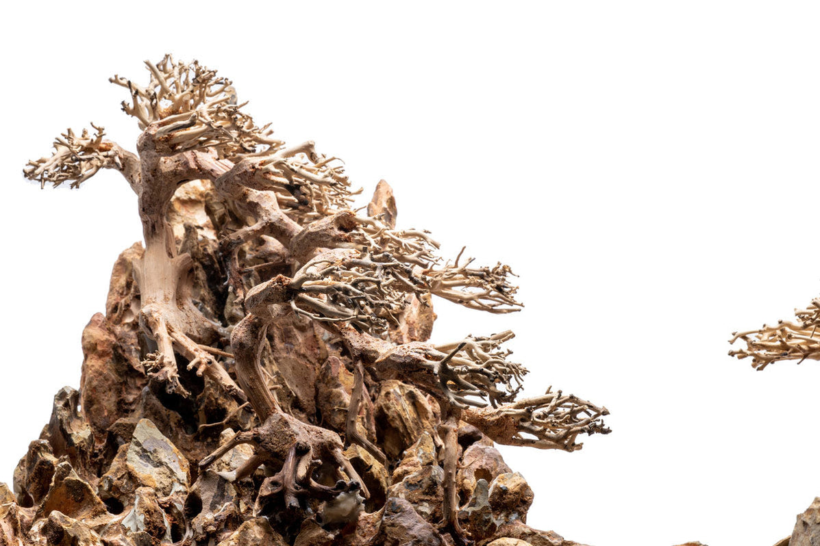 UNS Strata Pro Type 3 — Buce Plant