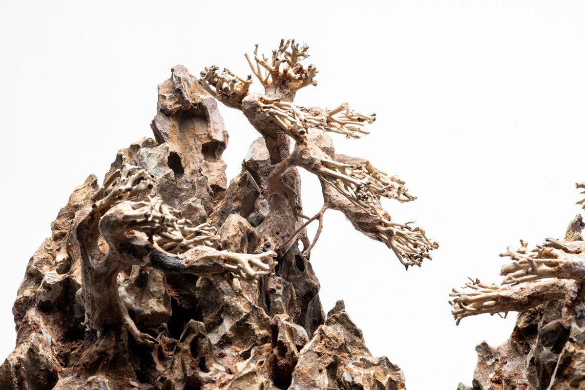 UNS Strata Pro — Buce Plant
