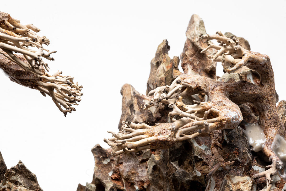 UNS Strata Pro Type 3 — Buce Plant