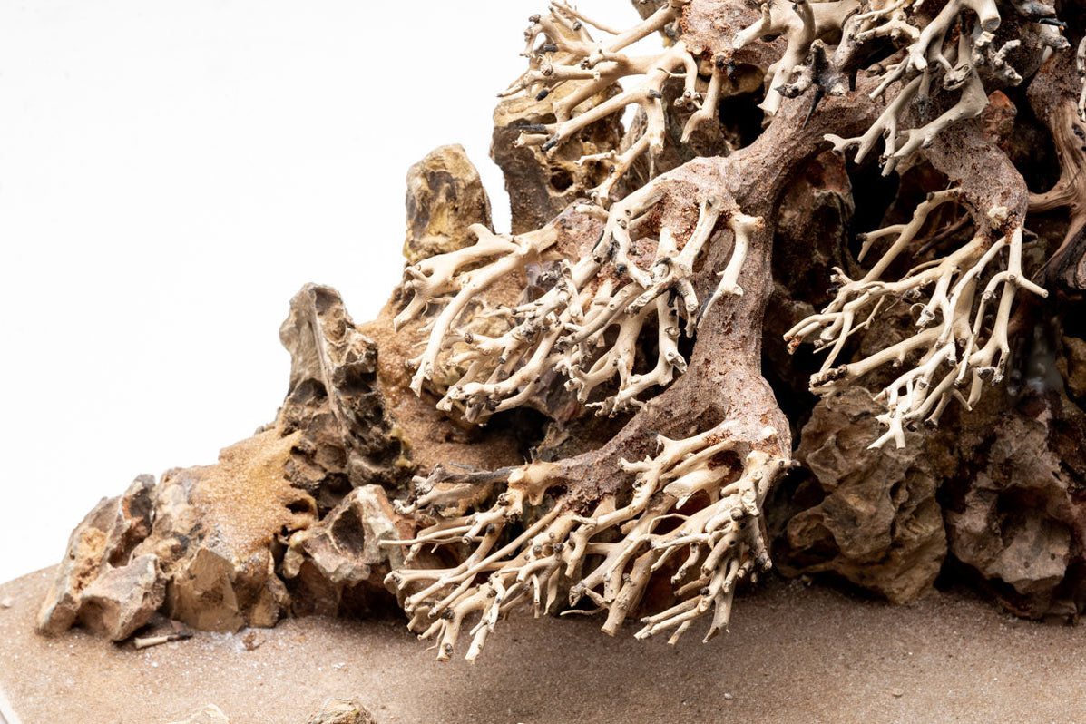 UNS Strata Pro Type 4 — Buce Plant