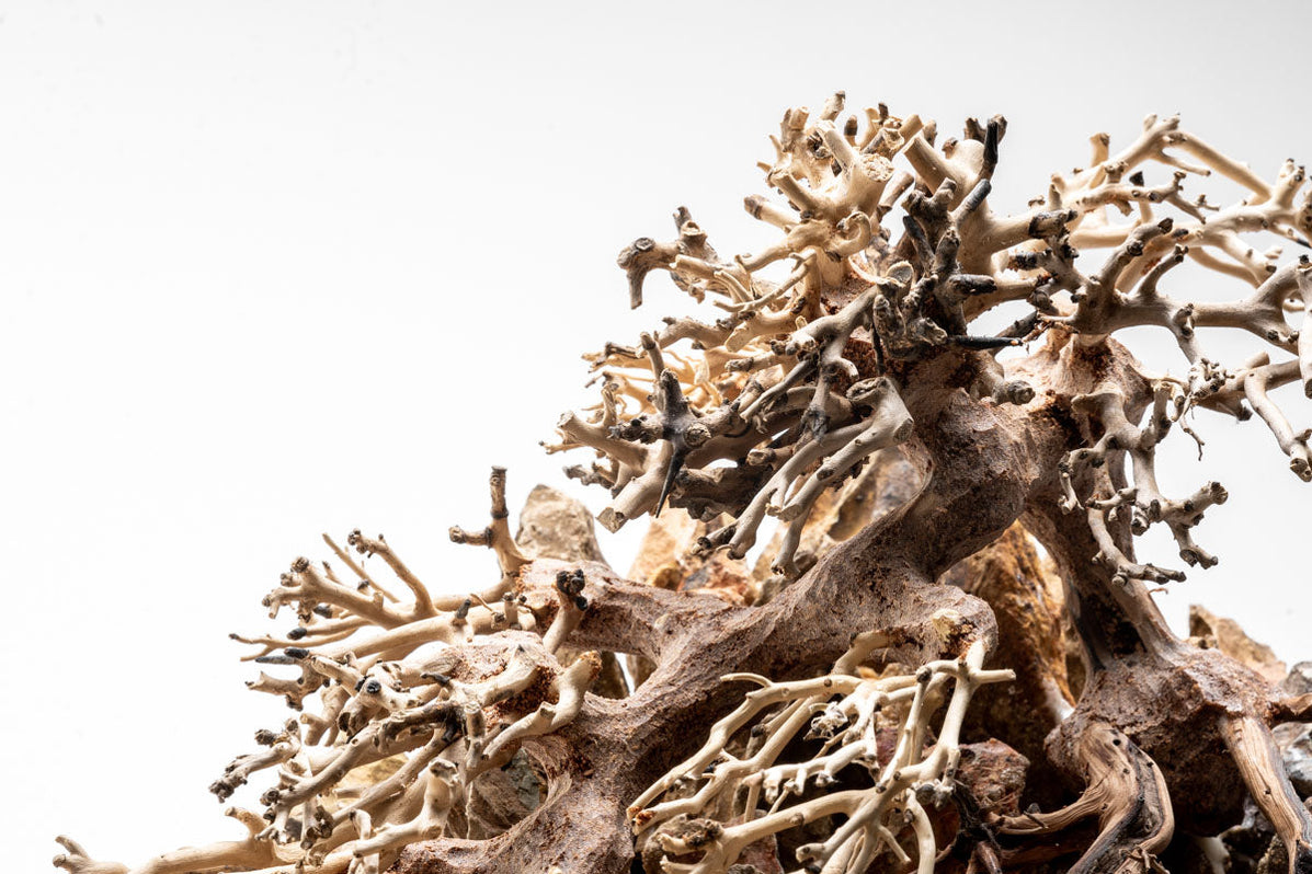 UNS Strata Pro Type 4 — Buce Plant