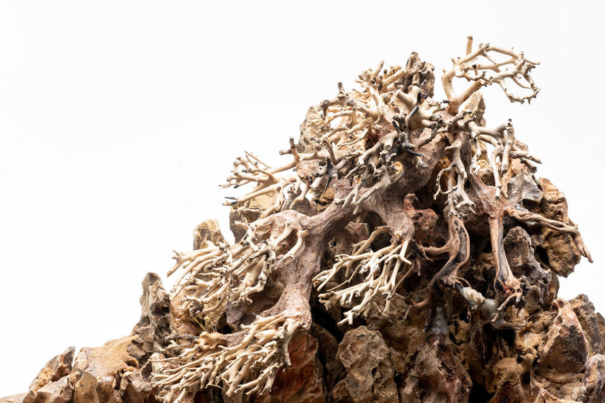 UNS Strata Pro — Buce Plant