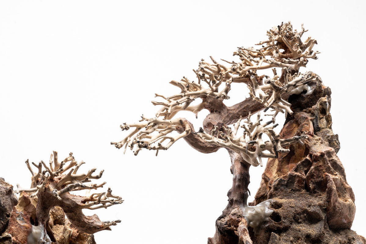 UNS Strata Pro — Buce Plant