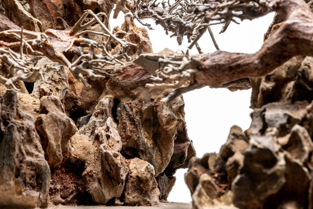 UNS Strata Pro Type 8 — Buce Plant