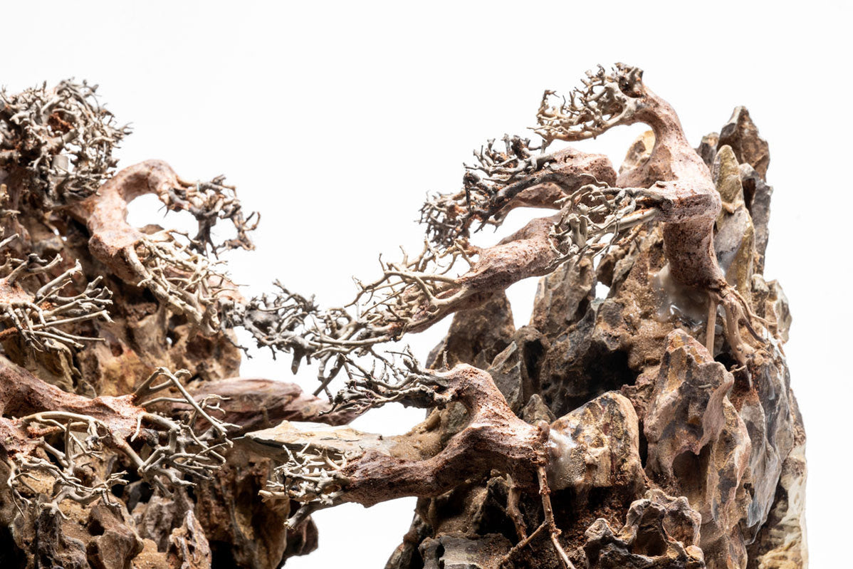 UNS Strata Pro — Buce Plant