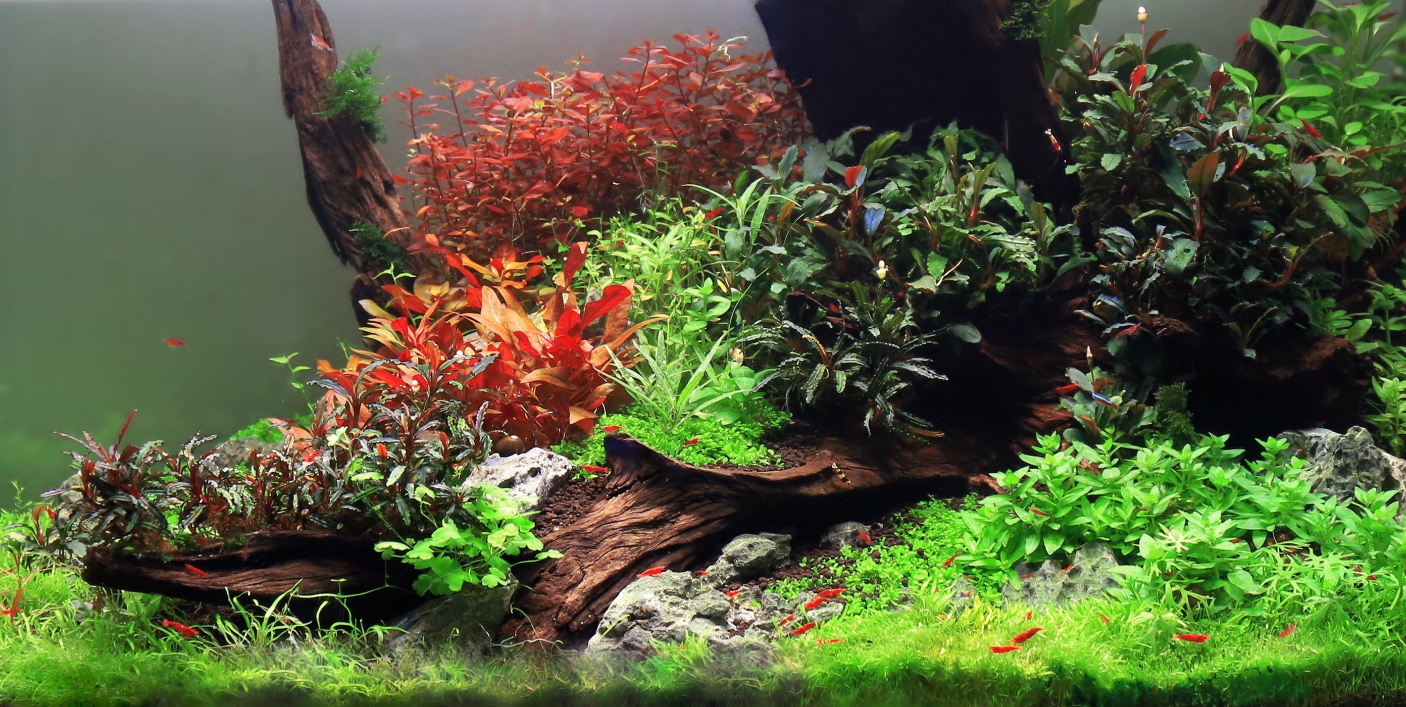 Utricularia Graminifolia Aquatic Farmer Tissue Culture — Buce Plant