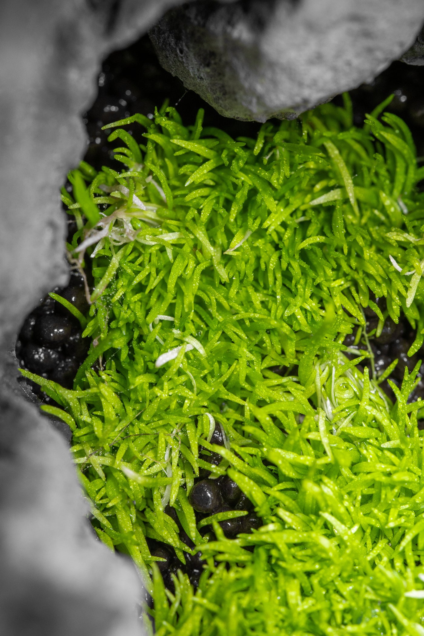 Utricularia Graminifolia Aquatic Farmer Tissue Culture — Buce Plant