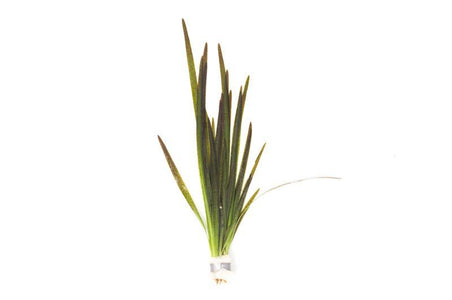 Vallisneria Spiralis Leopard - Buce Plant