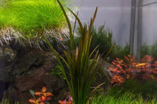 Vallisneria Spiralis Leopard — Buce Plant