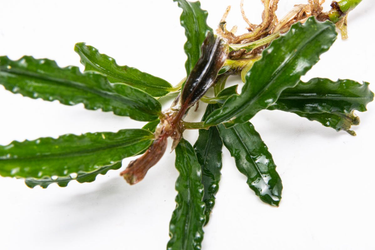 Bucephalandra Velvet 3 Color — Buce Plant