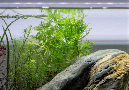 Water Wisteria/Hygrophila Difformis Aquarium Plant — Buce Plant