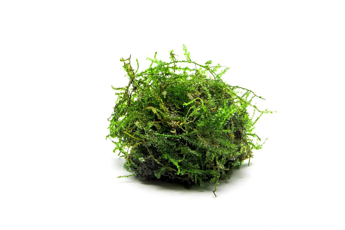 Weeping Moss — Buce Plant