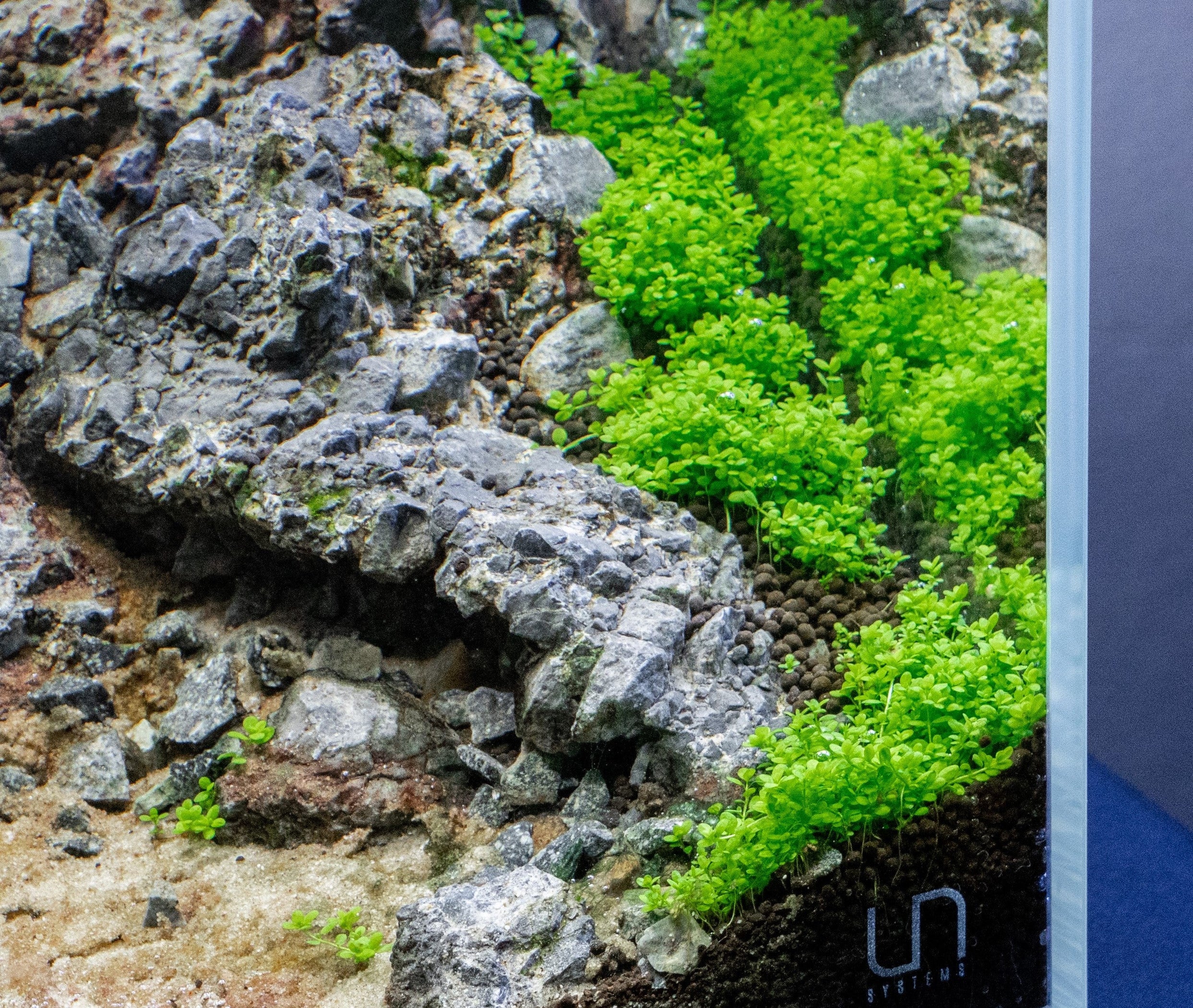 Wolf Stone Aquarium Hardscape — Buce Plant