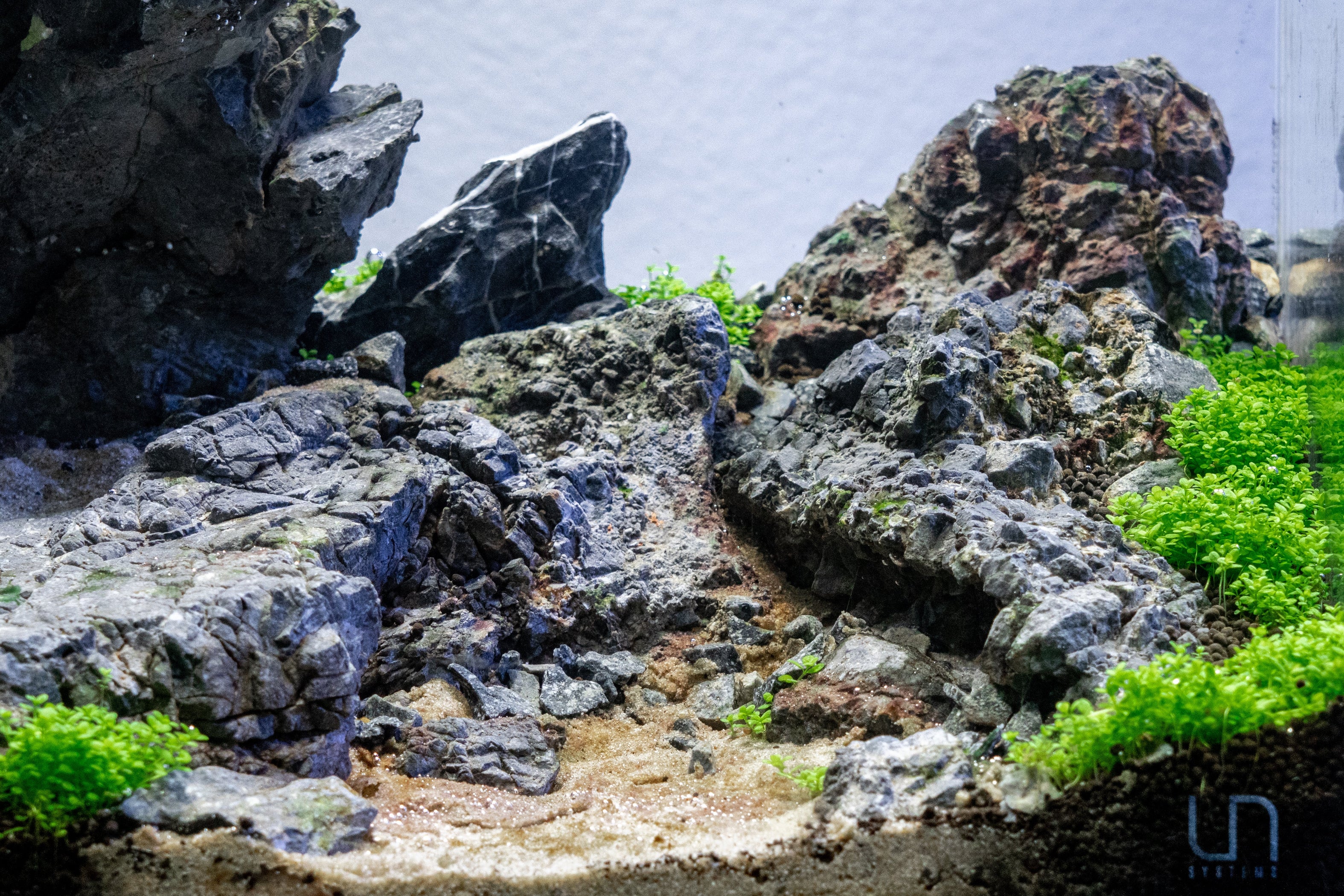 Wolf Stone Aquarium Hardscape — Buce Plant