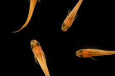 Yokihi Medaka Rice Fish - Planted Aquarium and Community Tanks — Buce Plant